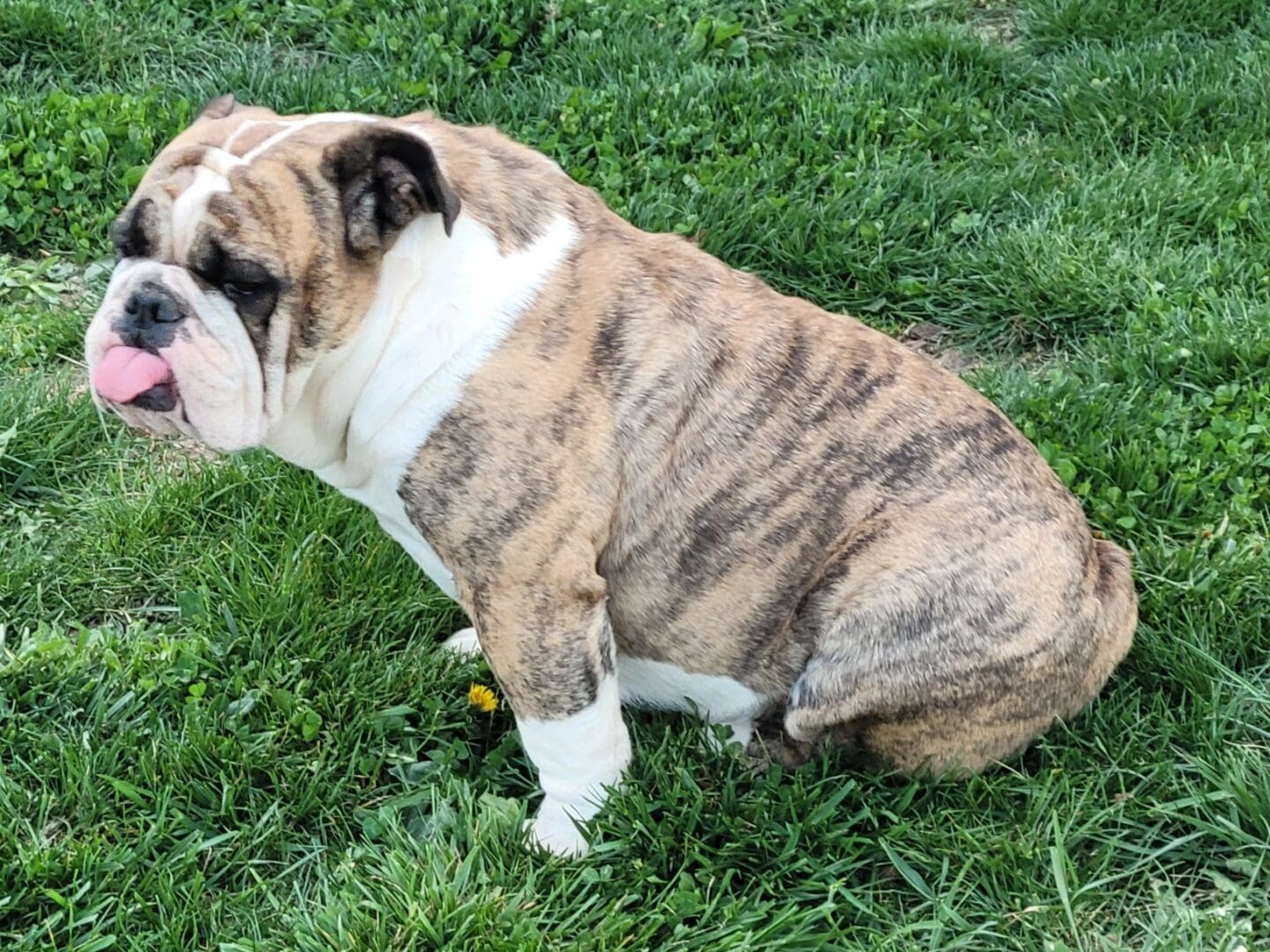 Boarding & Health Tips - Elliott's Bullbabies - Information